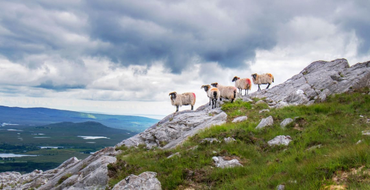 Sheep Scab - Increasing in Cost and Incidence